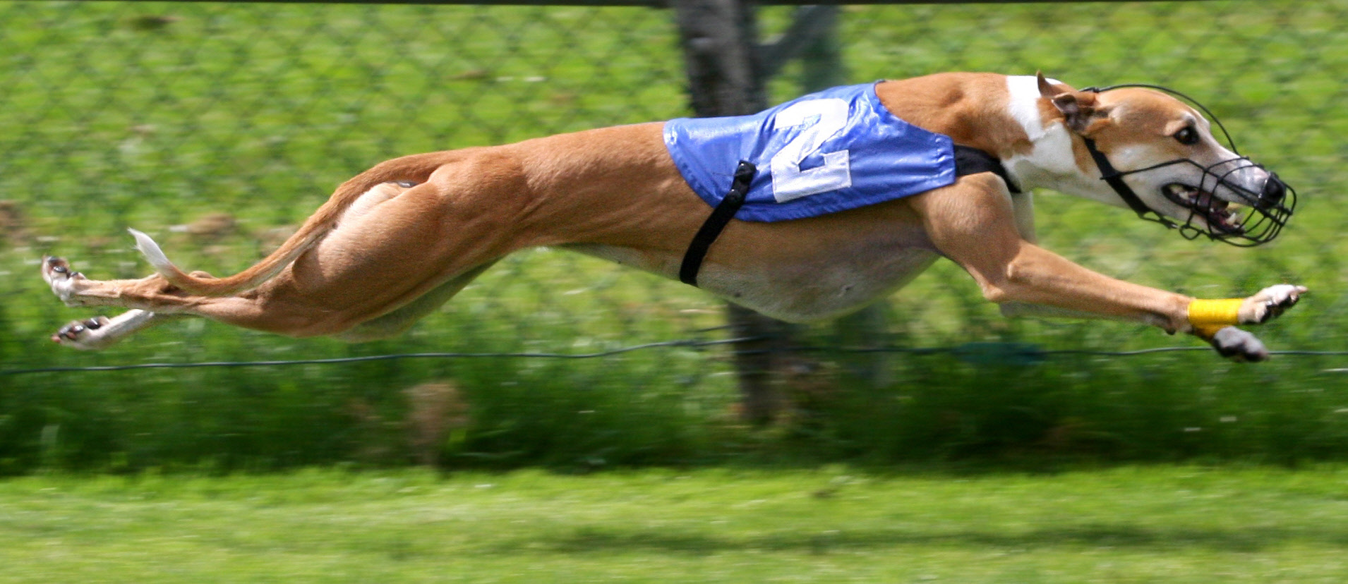 Biomécanique fonctionnelle et physiologie articulaire mammifères